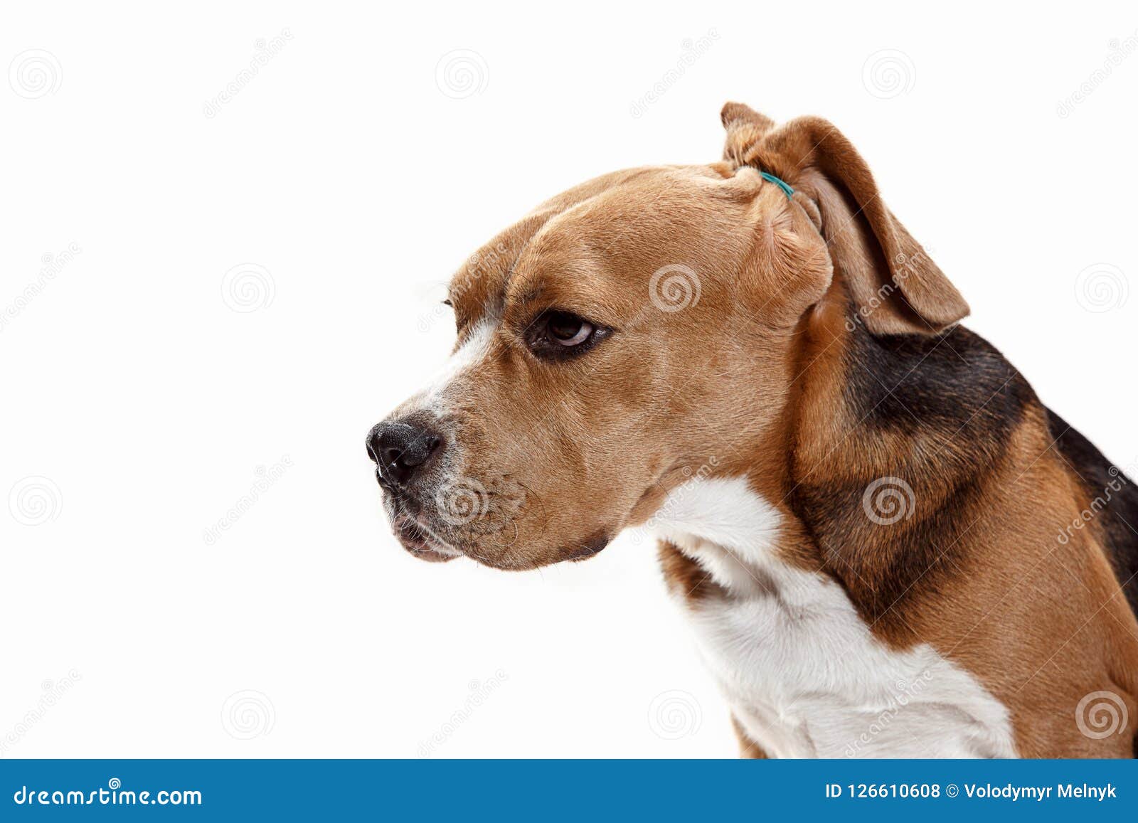 Front View of Cute Beagle Dog Sitting, Isolated on a White Background ...