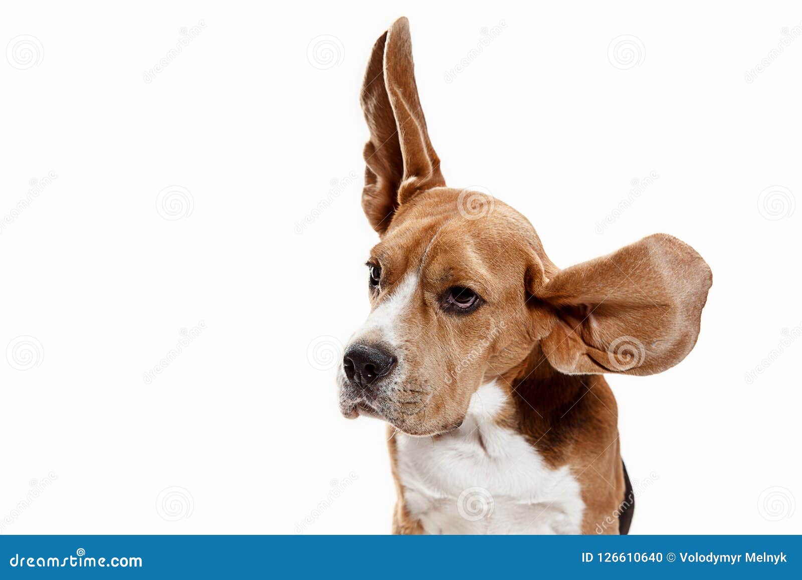 Front View of Cute Beagle Dog Sitting, Isolated on a White Background ...