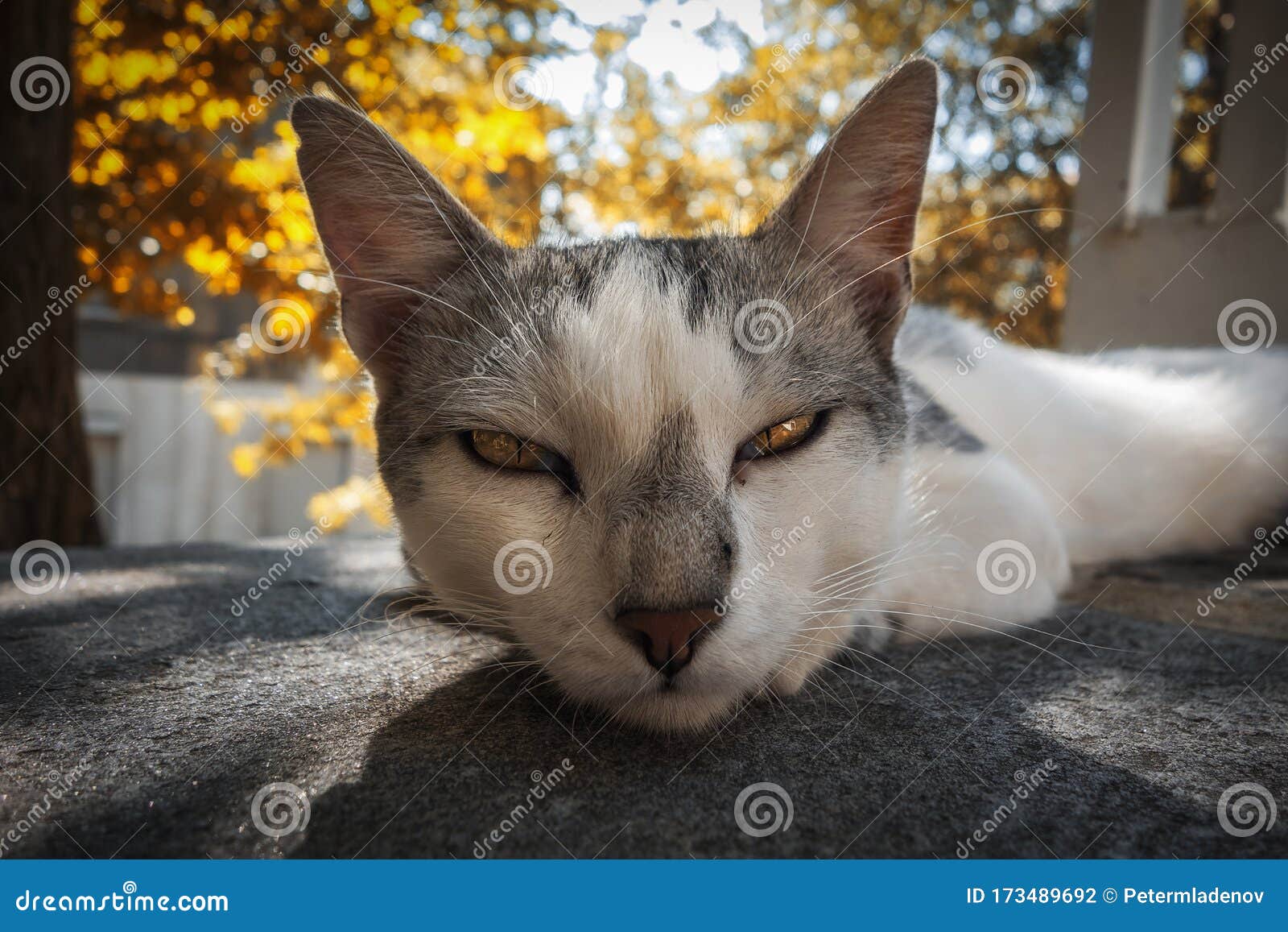 Front View of Cute Beautiful Cat Stock Photo - Image of kitten, fluffy ...