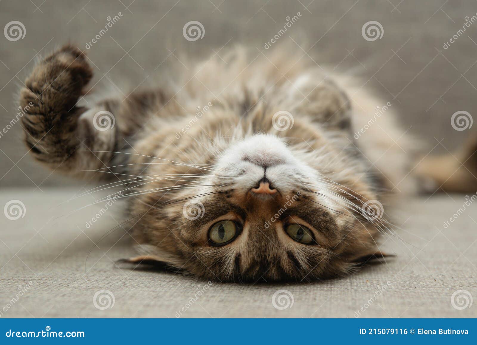 Front View of Cute Beautiful Cat Resting Stock Photo - Image of ...