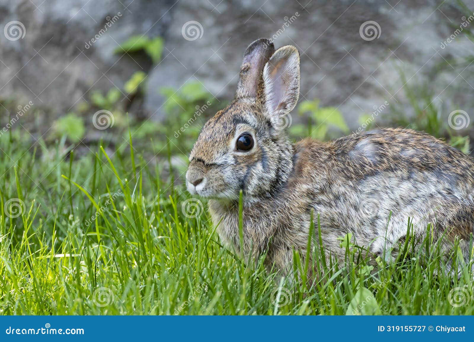 Front View of a Cute Cottontail Rabbit Sitting on Grass Stock Image ...