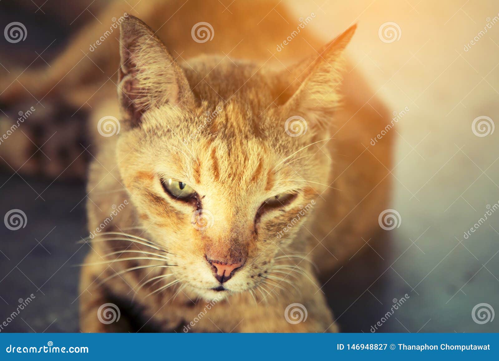 Front view cute face a cat stock image. Image of pretty - 146948827