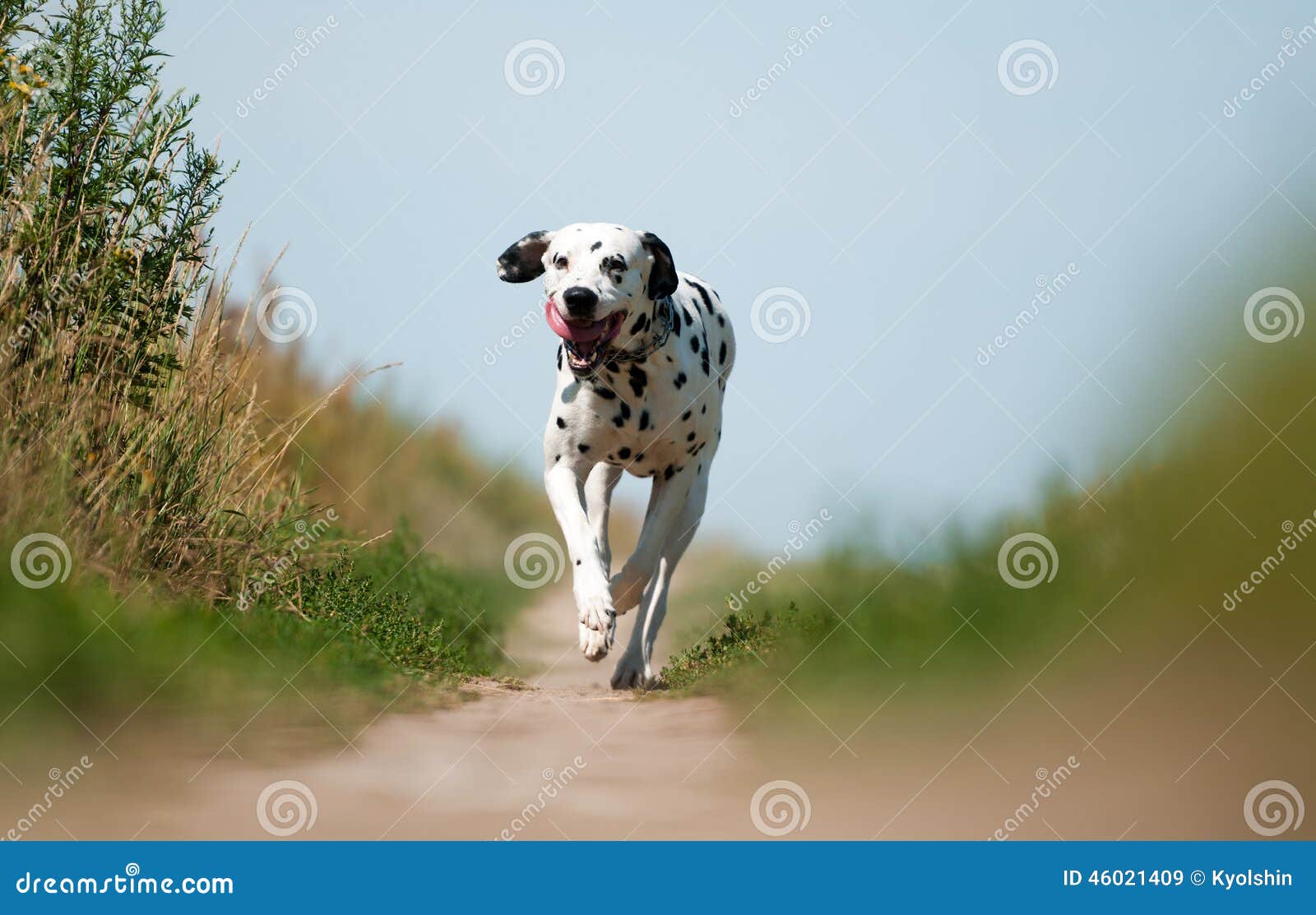 Front View of Dalmatian Dog Running on Path Stock Image - Image of ...
