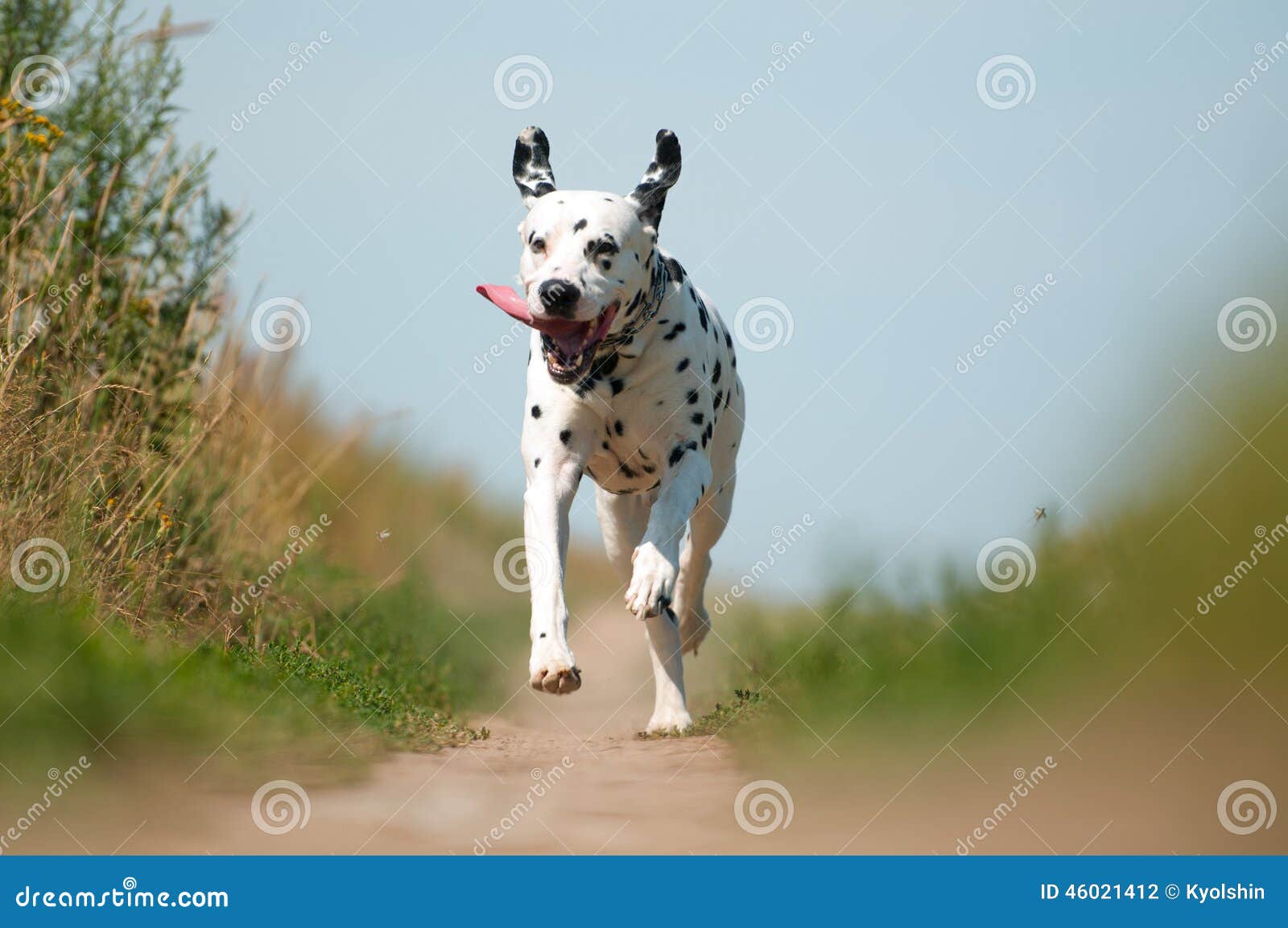 Front View of Dalmatian Dog Running on Path Stock Photo - Image of ...