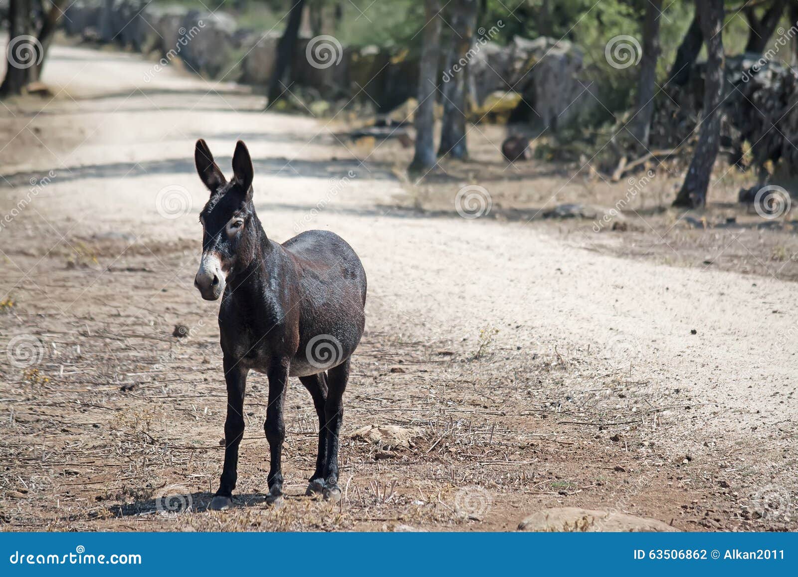 Front View of a Dark Donkey in the Countryside Stock Photo - Image of ...
