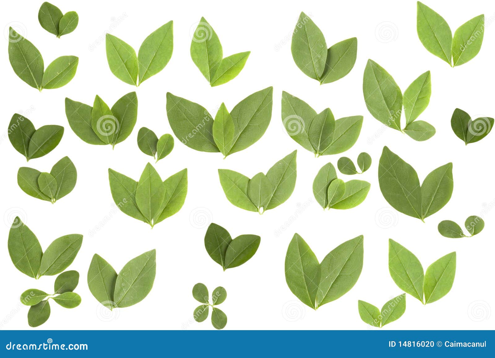 Front View of Different Shape Leaves Stock Photo - Image of design ...