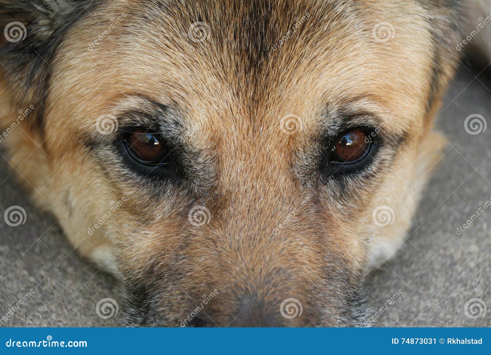 Front View of Dog s Face stock image. Image of focus - 74873031