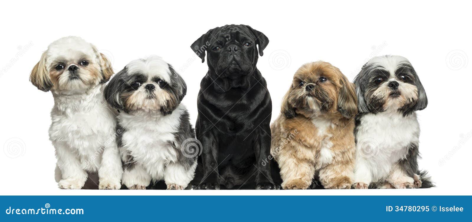 Front View of Dogs in a Row, Sitting, Isolated Stock Image - Image of ...