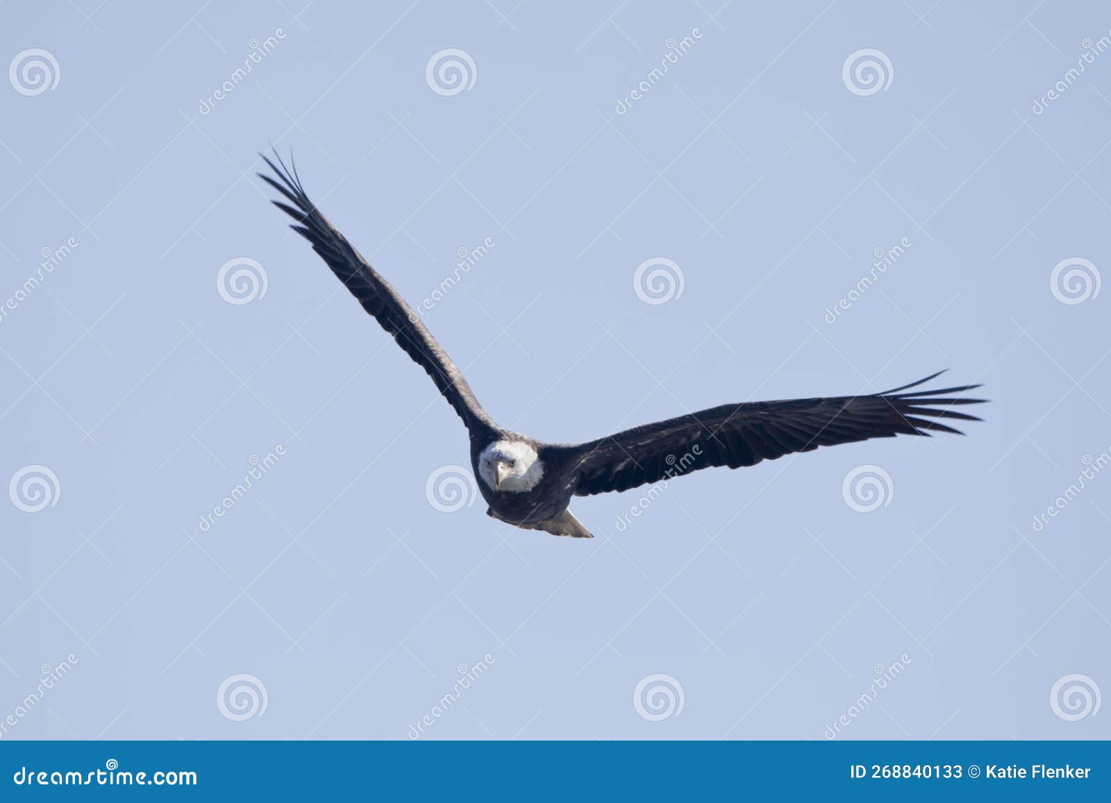 Front View of Eagle in Flight Stock Image - Image of eagle, isolated ...