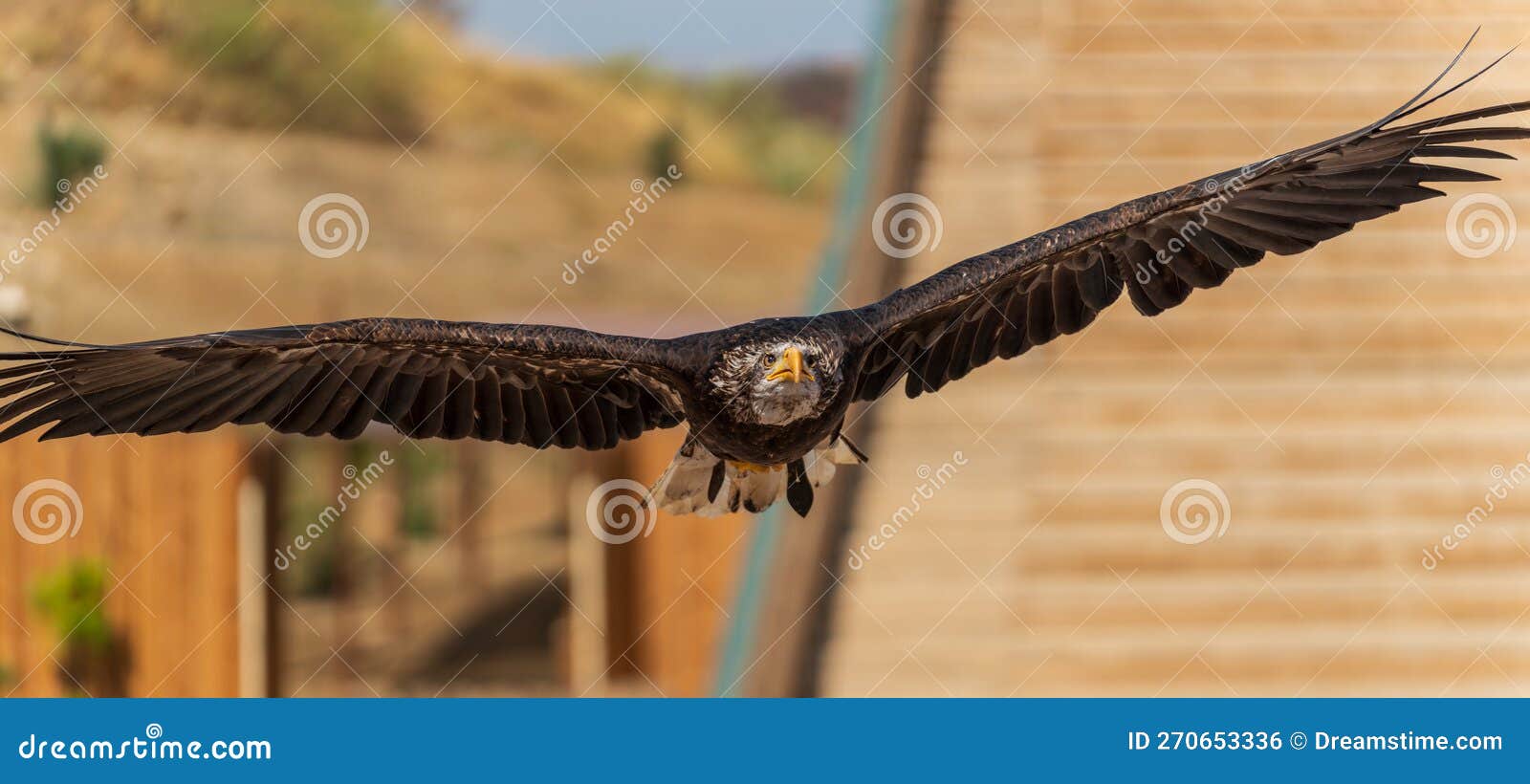 Front View of Eagle with Open Wings and Stands in the Background Stock ...