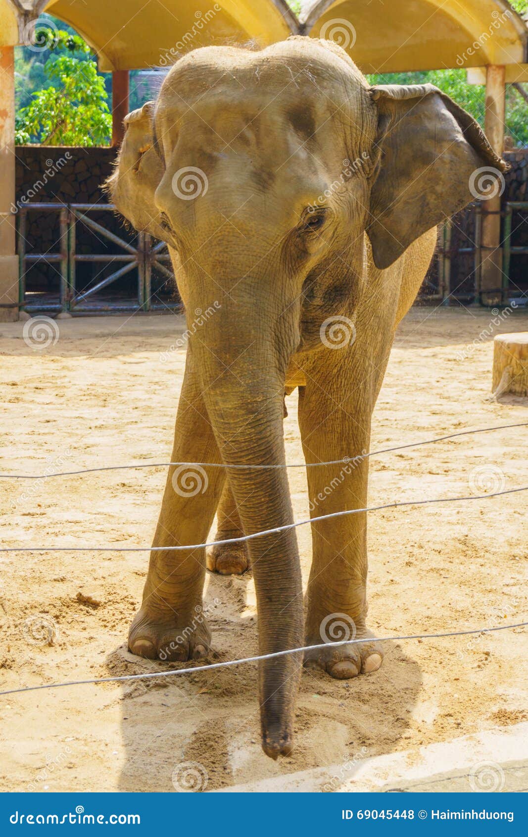 Front view of the elephant stock photo. Image of africa - 69045448