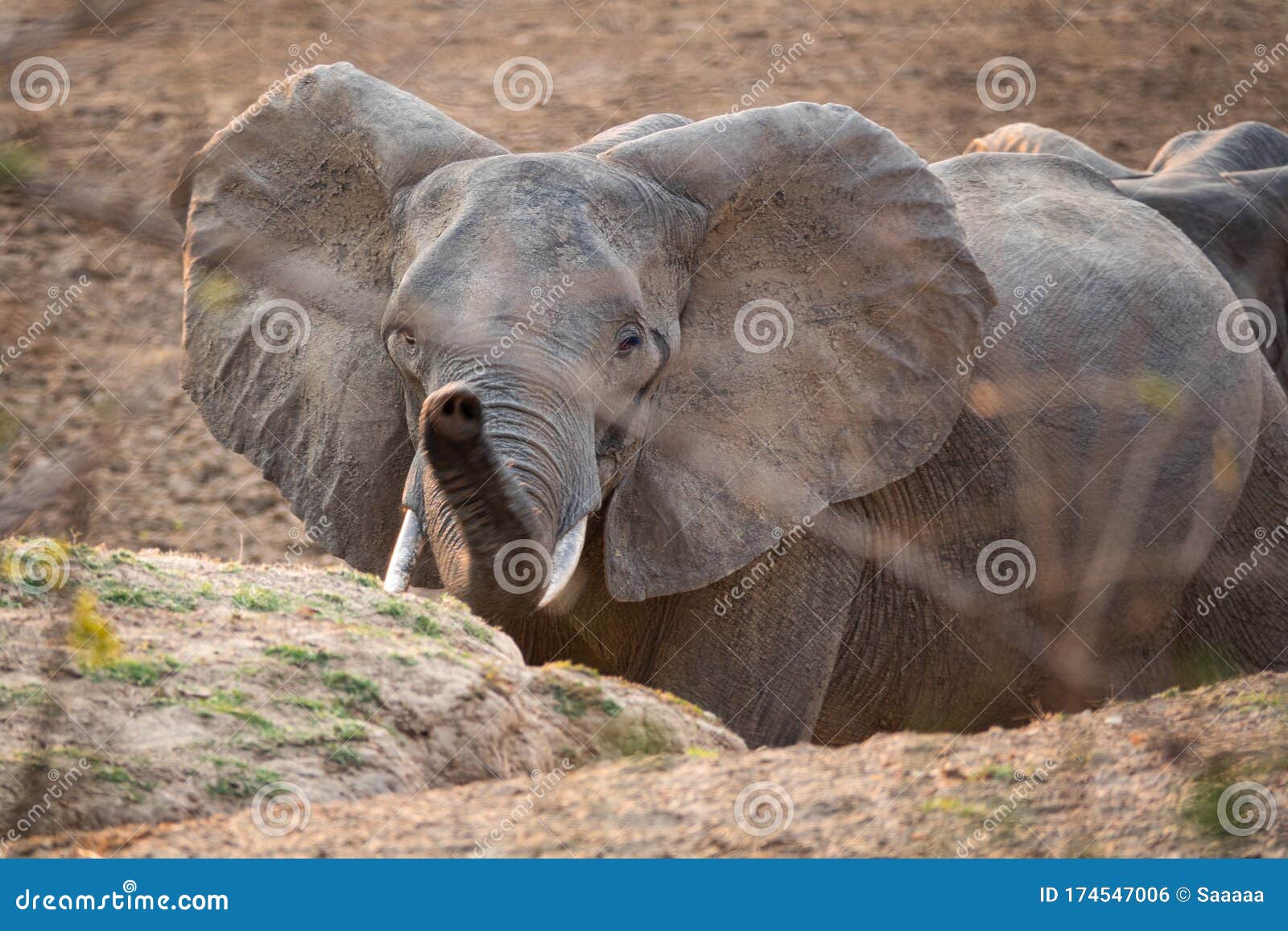 Front View of Elephant Raising Trunk To the Camera Stock Photo - Image ...