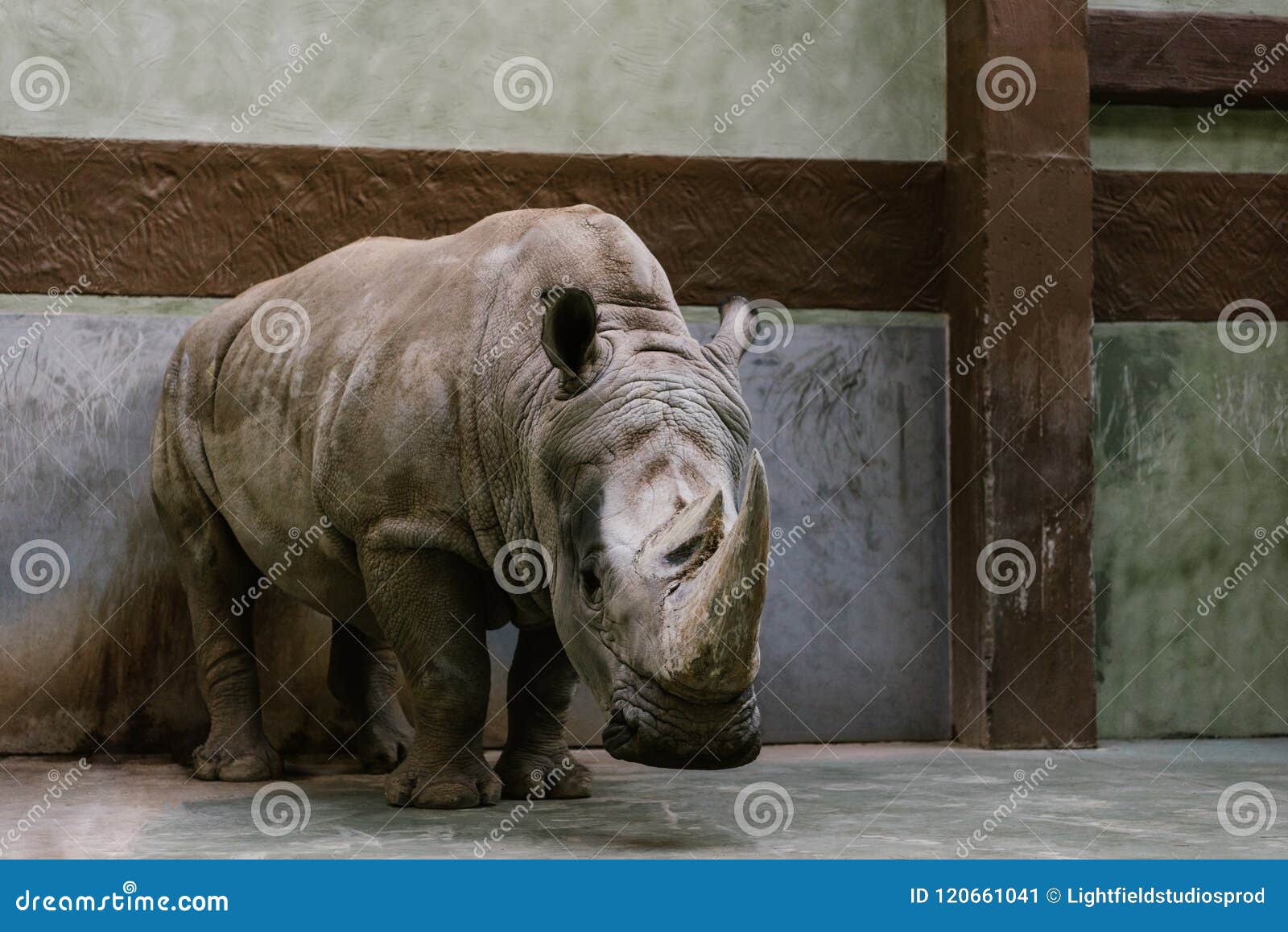Front View of Endangered White Rhino Standing Stock Image - Image of ...