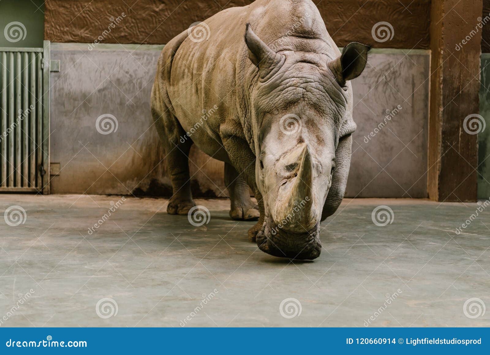 Front View of Endangered White Rhino Stock Photo - Image of zoology ...