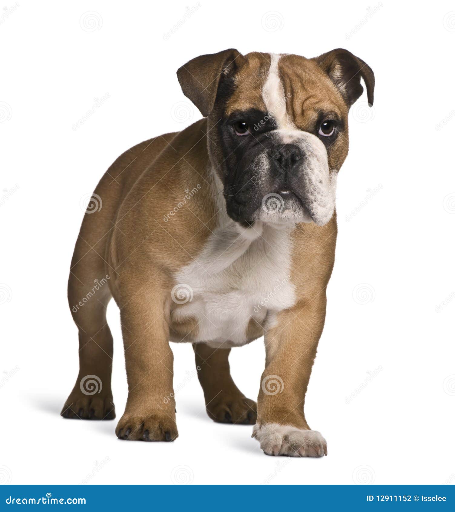 Front View of English Bulldog Puppy, Standing Stock Photo - Image of ...
