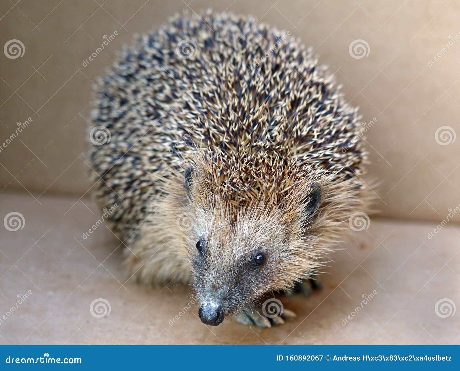 Front View of European Common Hedgehog in Cardboard Stock Image - Image ...