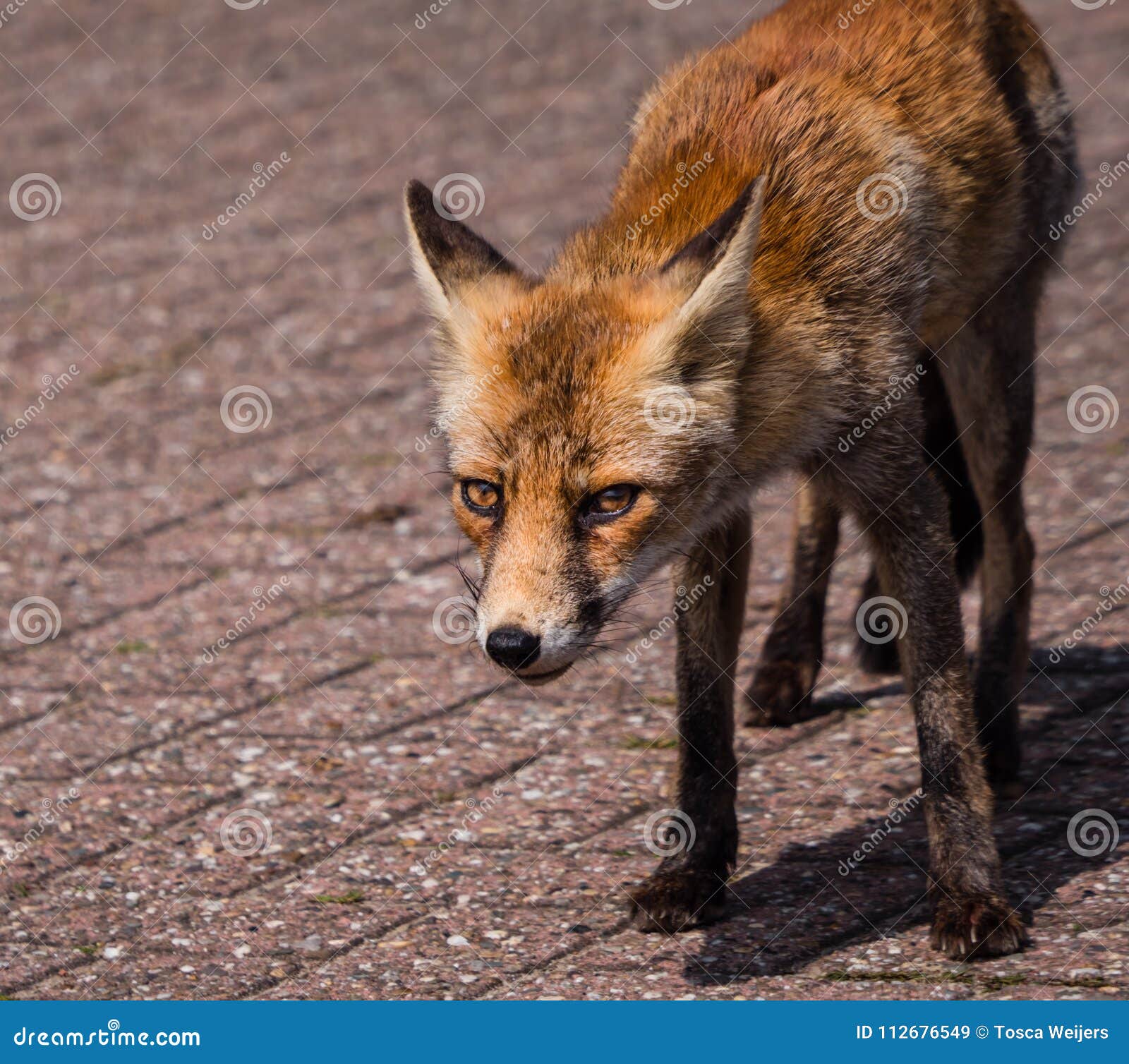 Front View of a Young Fox in Late Summer Stock Image - Image of ...