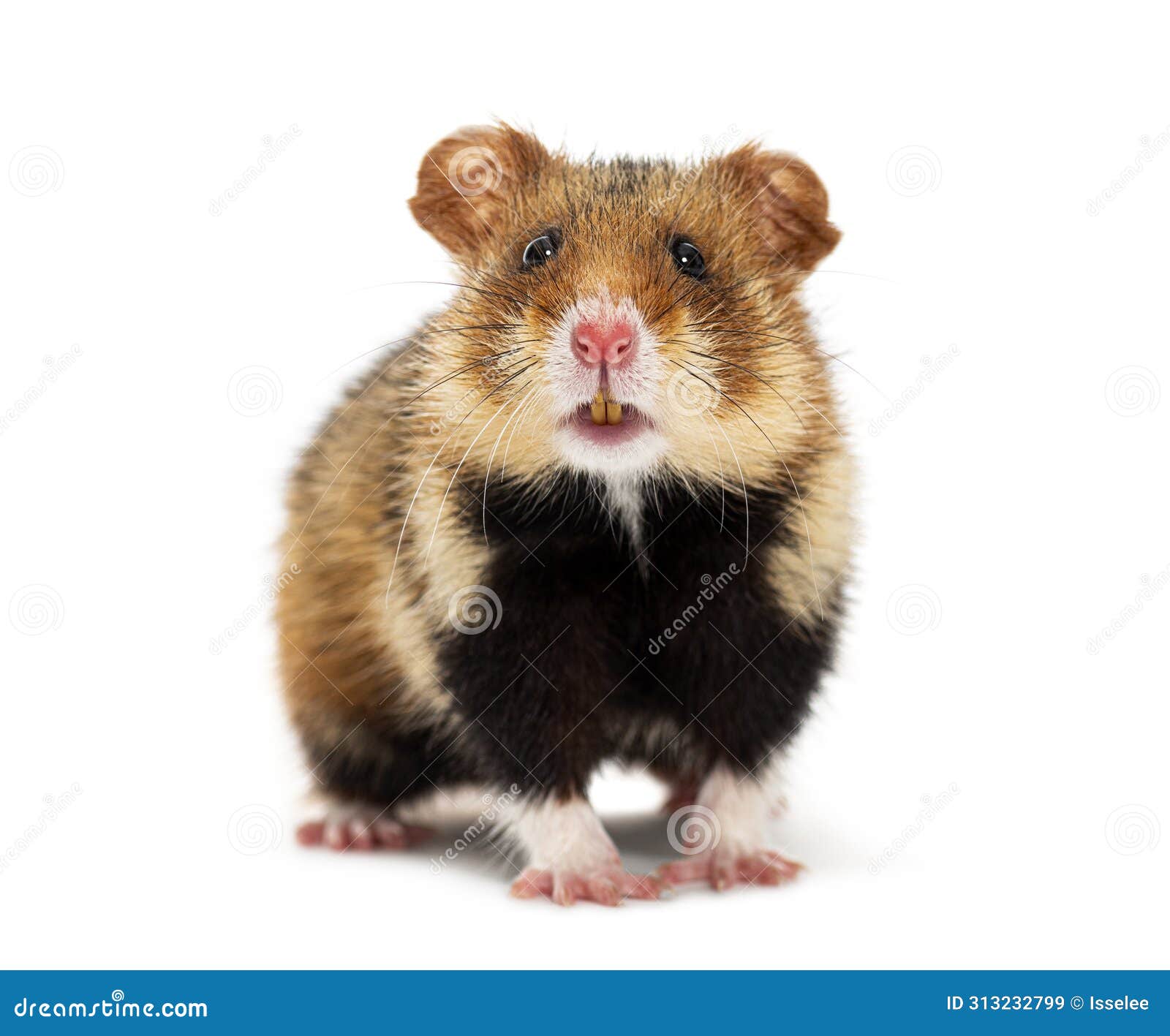 Front View of a European Hamster Looking at the Camera and Showing Its ...