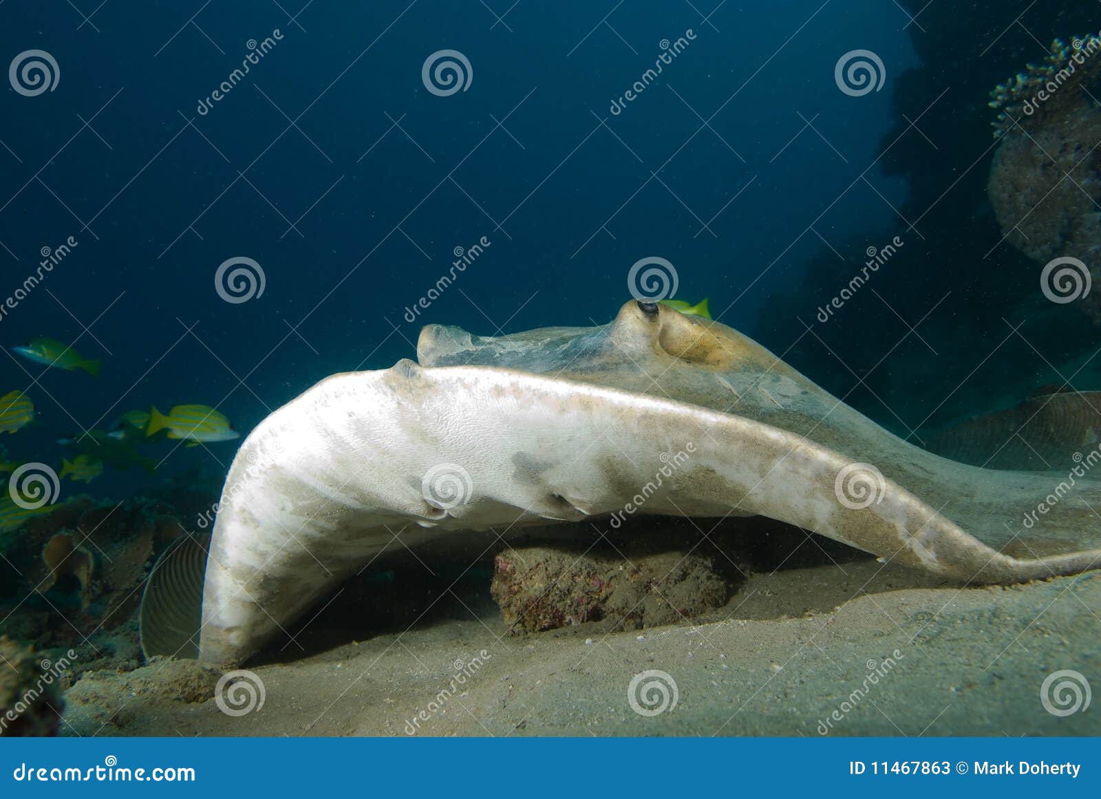 Top View Of Stingray Motoro (Potamotrygon Motoro) In Aquarium Royalty ...