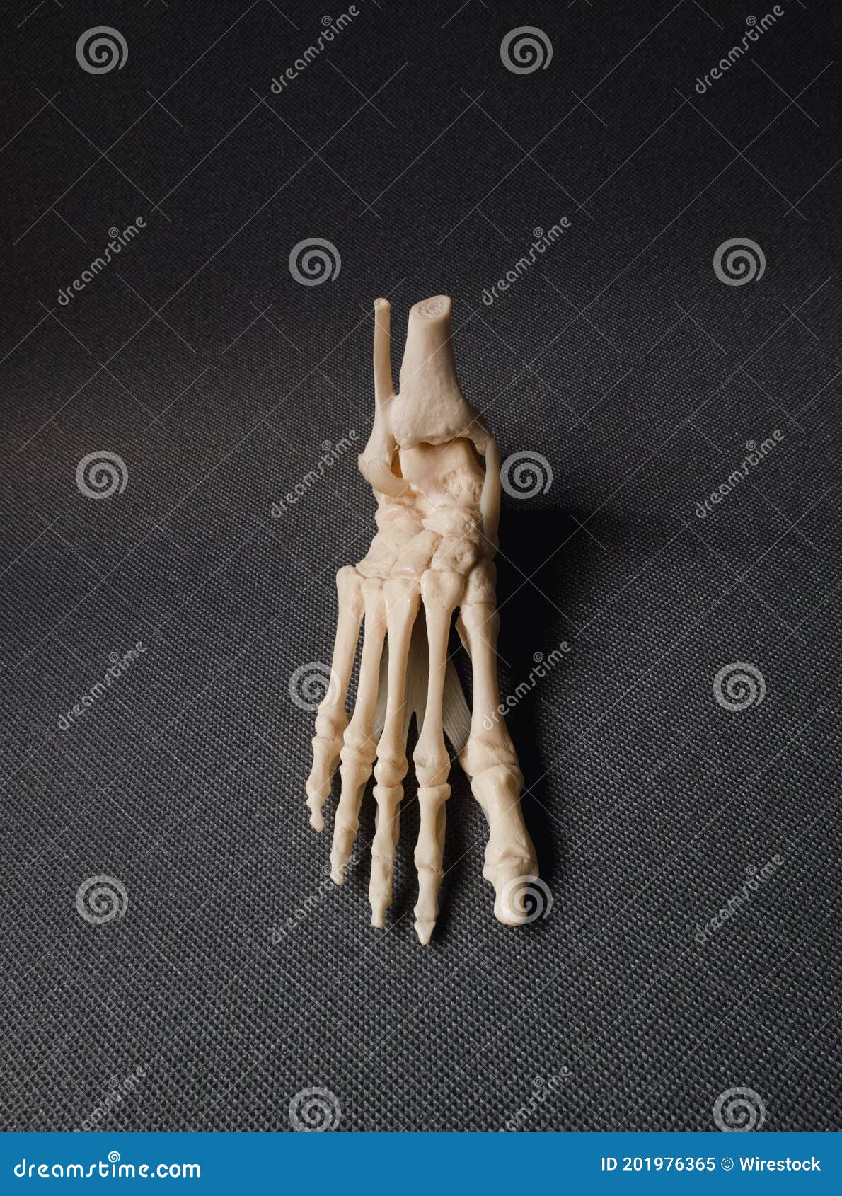 Front View of a Feet Bone Model Over a Grey Background Stock Image ...