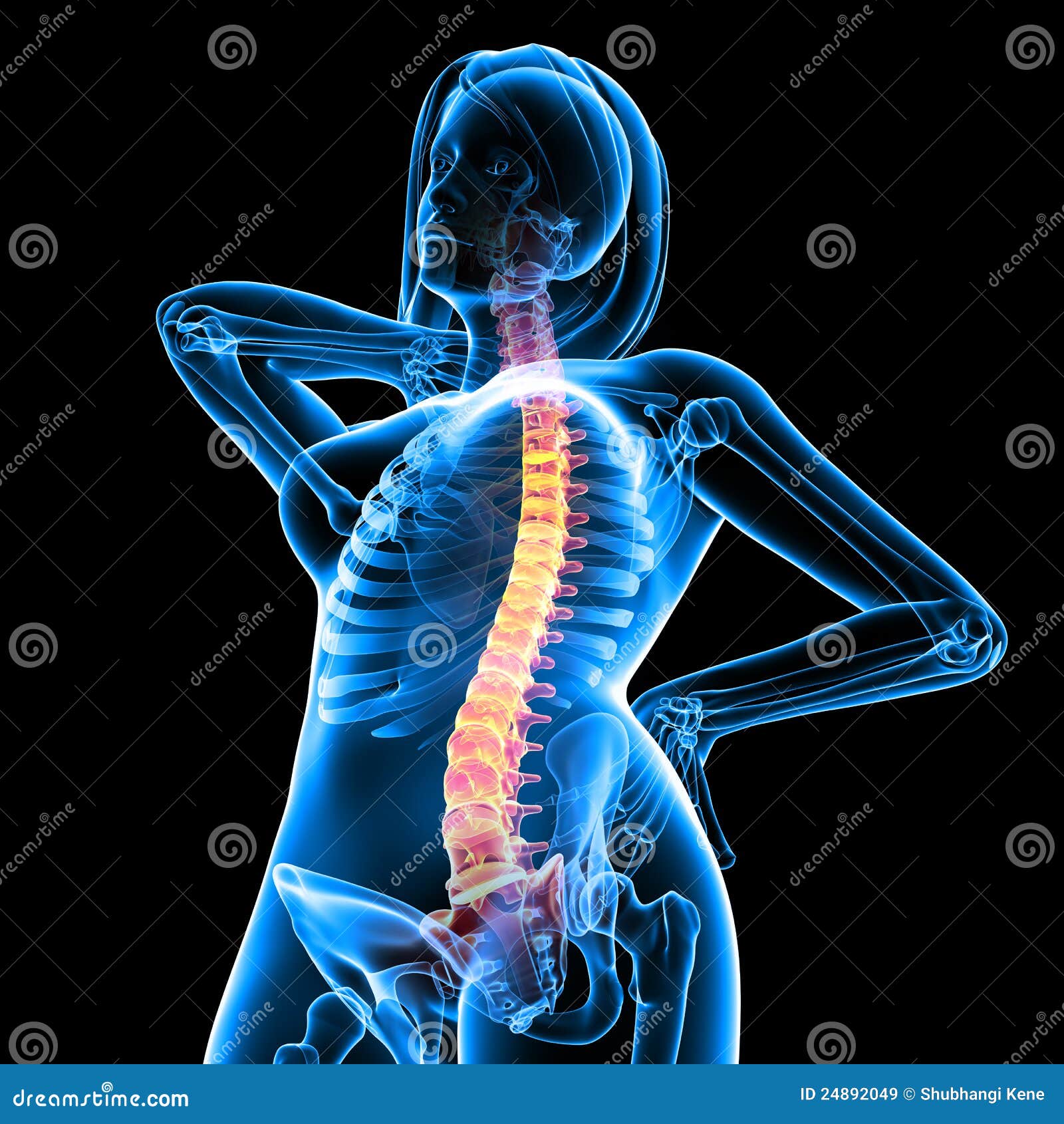 Front View of Female Skeleton with Back Pain Stock Illustration ...