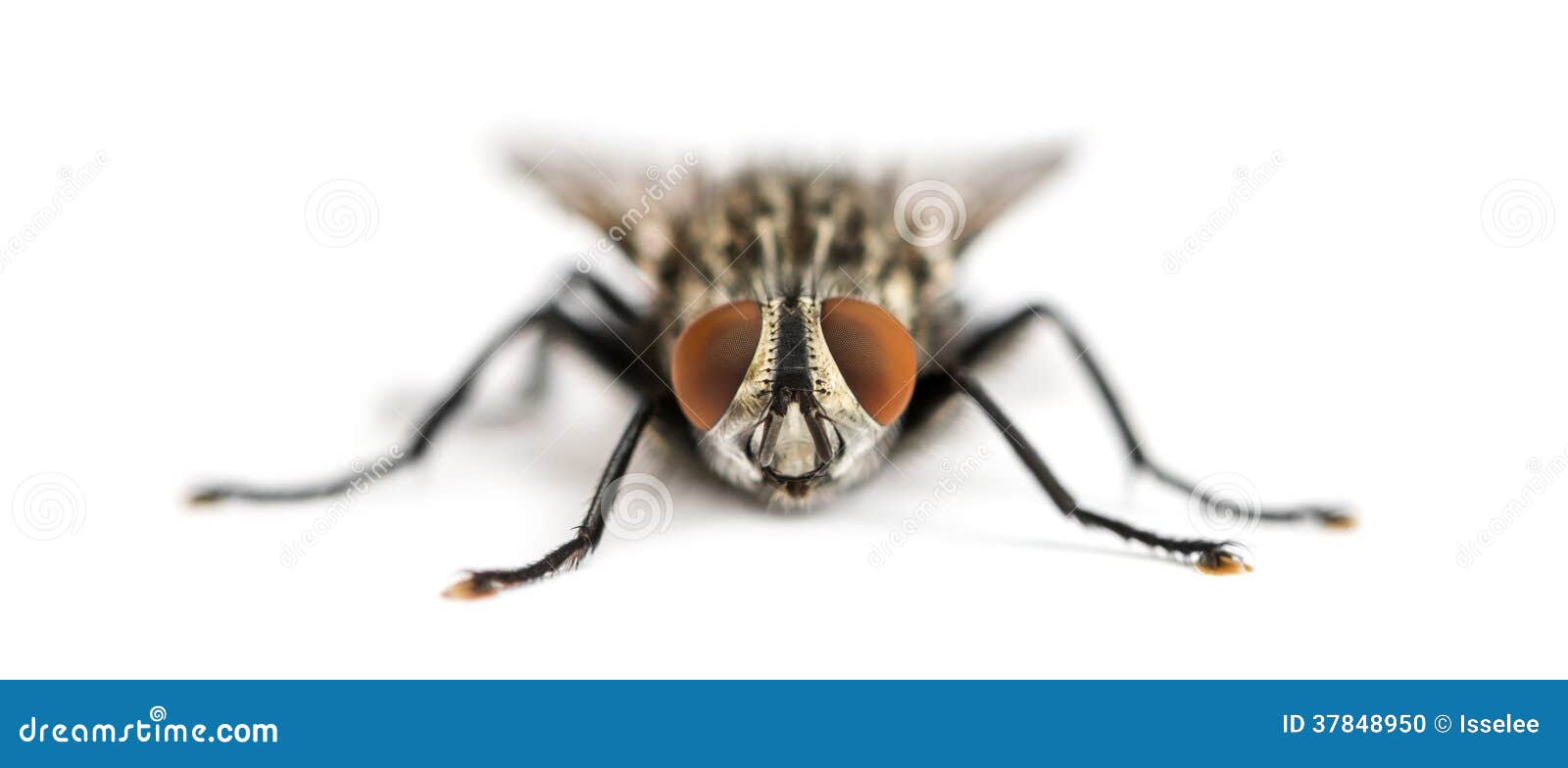 Front View of a Flesh Fly Facing, Sarcophagidae, Isolated Stock Photo ...