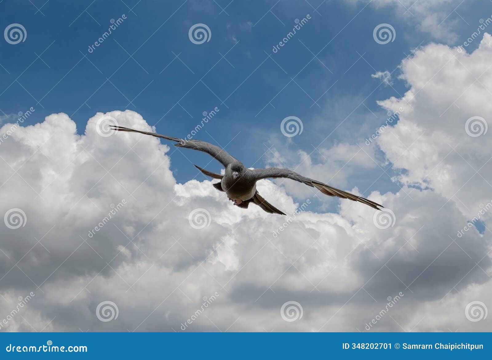 Front View of Flying Pigeon on Sky Background Stock Image - Image of ...