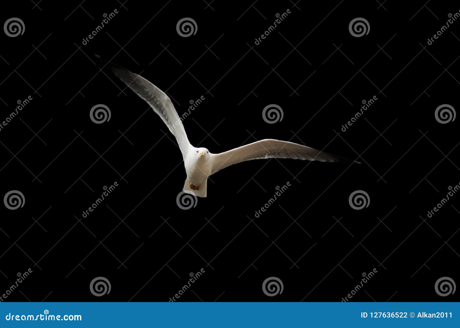 Front View of a Flying Seagull Isolated on Black Stock Photo - Image of ...