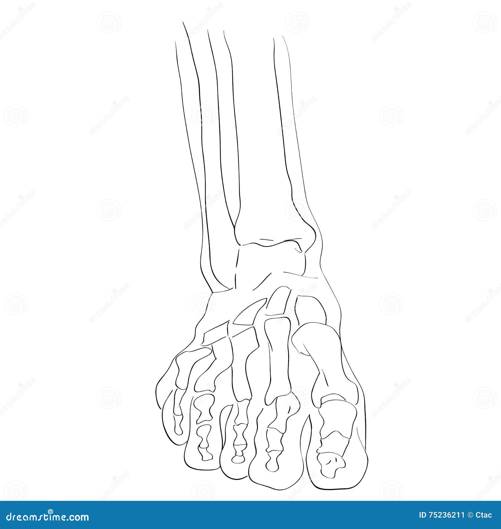 Foot Front View Drawing
