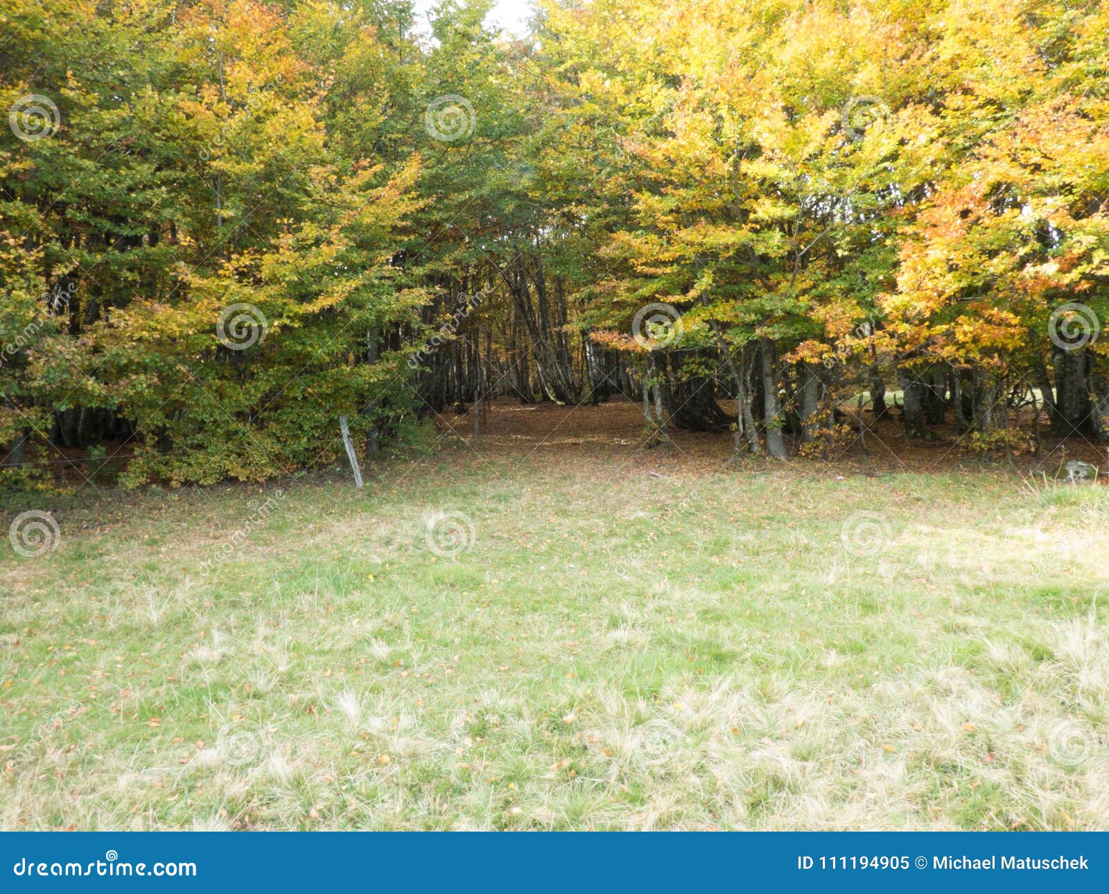 Front View on a Forest with Gras Stock Image - Image of fall ...