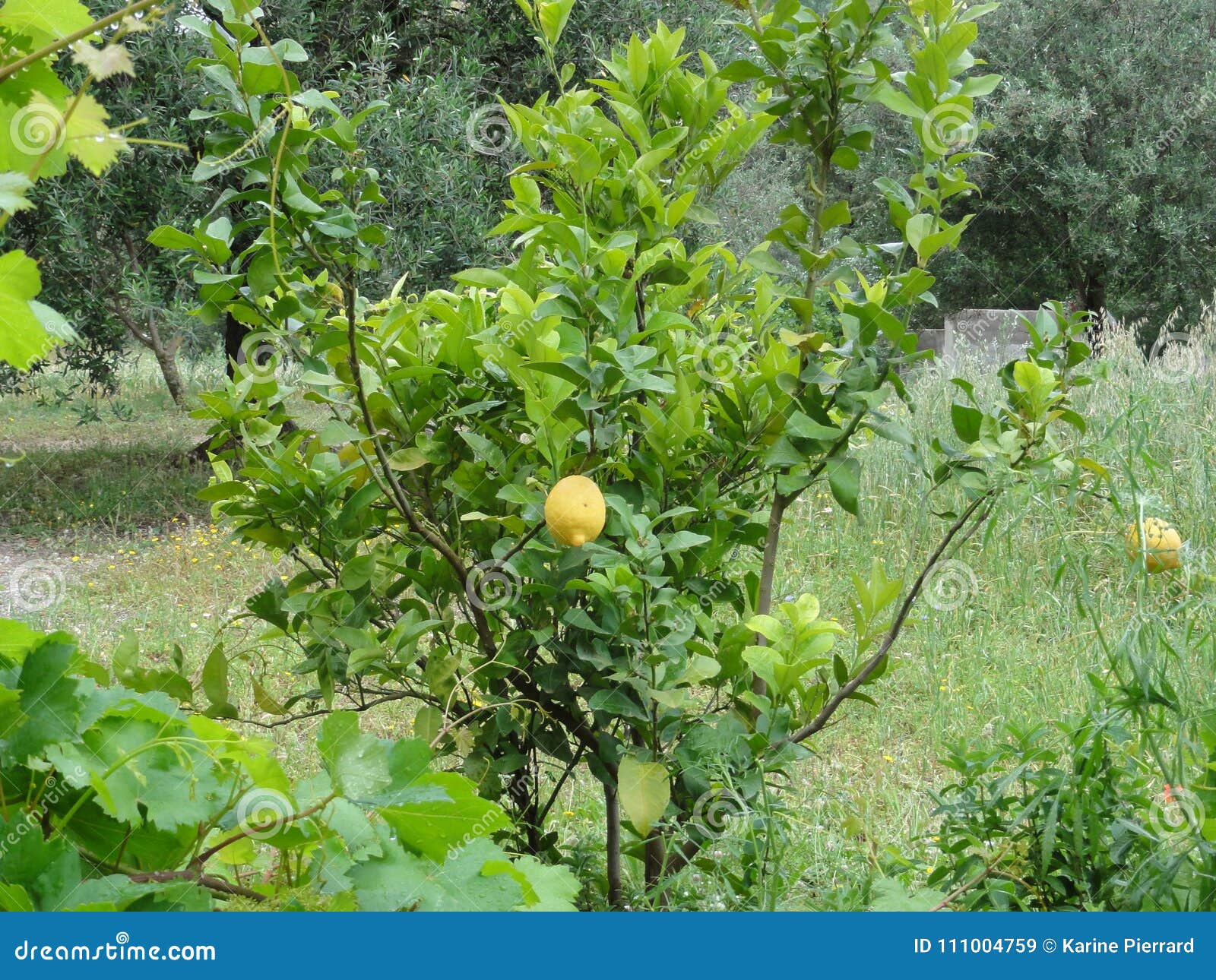 A lemon tree - Front view stock image. Image of diet - 111004759