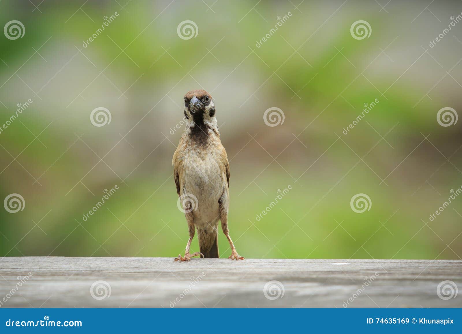 Front View of Full Body Eurasian Tree Sparrow with Green Blur Ba Stock ...