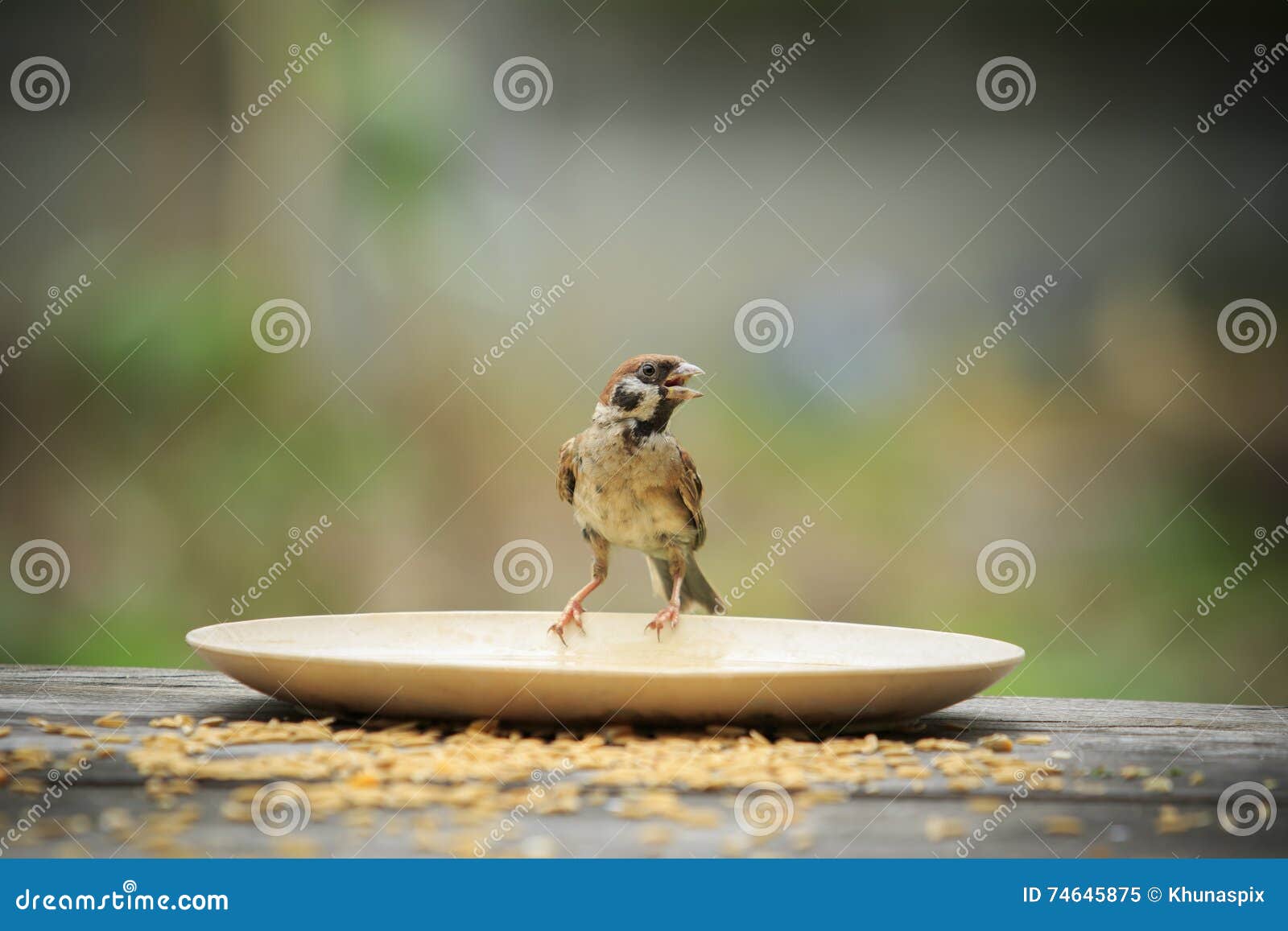 Front View of Full Body Eurasian Tree Sparrow with Green Blur Ba Stock ...