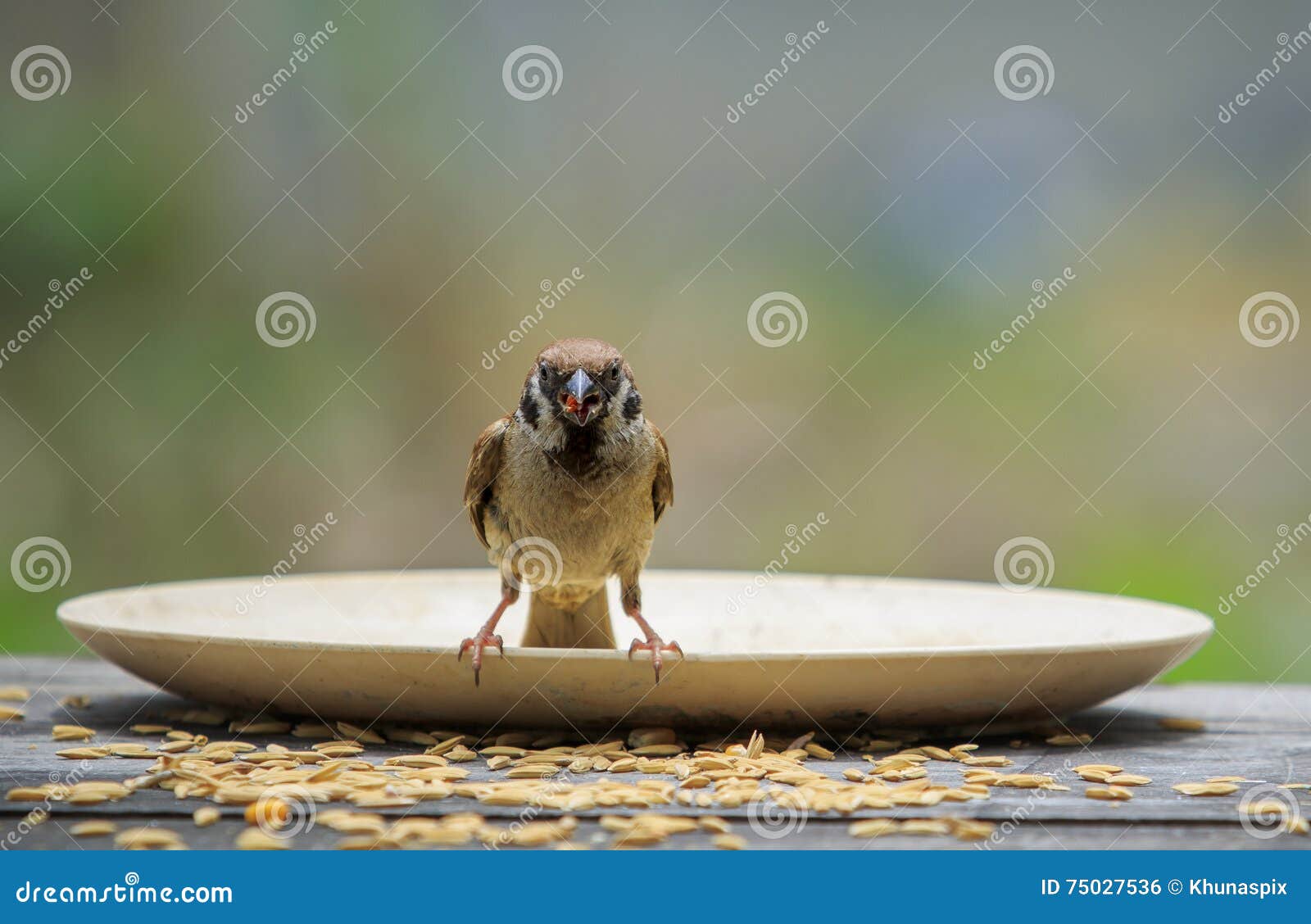 Front View of Full Body Eurasian Tree Sparrow with Green Blur Ba Stock ...