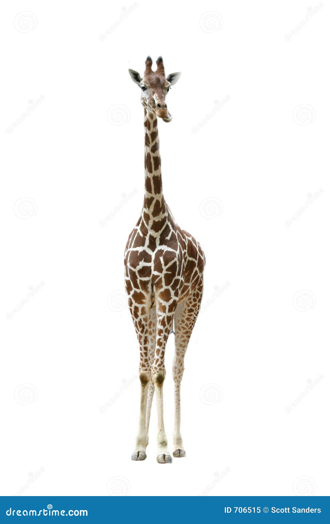526 Front View Giraffe Photos - Free & Royalty-Free Stock Photos from ...