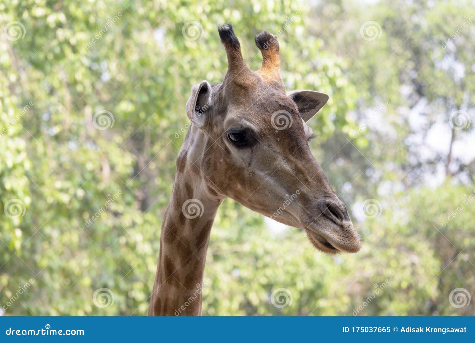 537 Front View Giraffe Photos - Free & Royalty-Free Stock Photos from ...