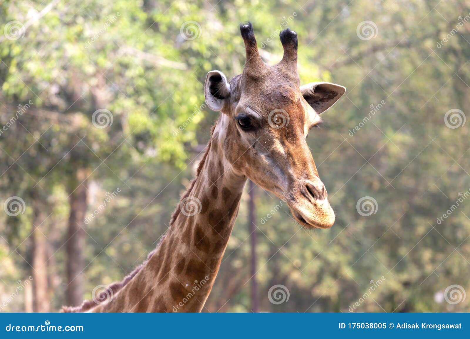 Front on View of a Giraffe Against Green Foliage Stock Image - Image of ...