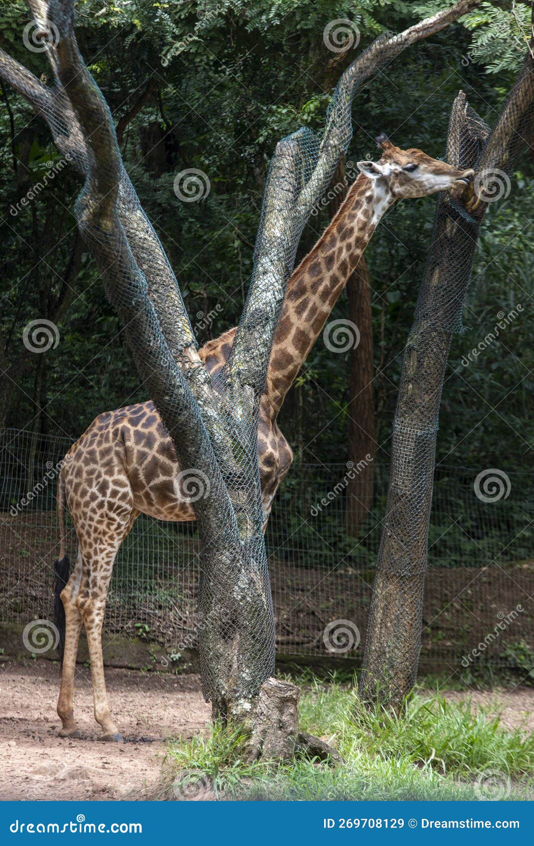View of a Giraffe Feeding in a Tall Tree Stock Image - Image of giraffa ...