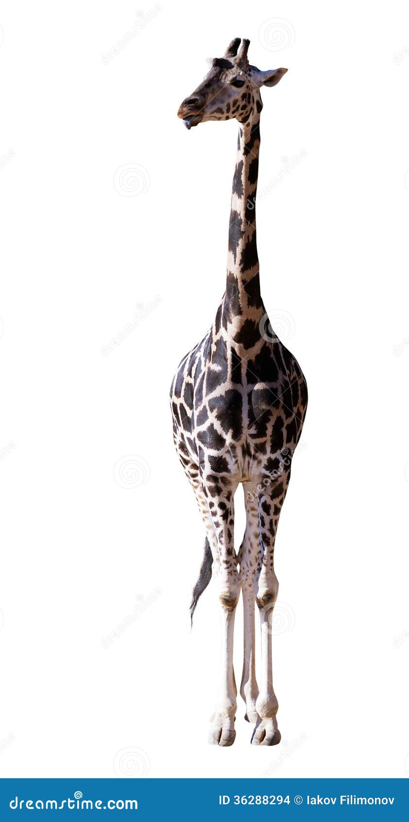 Front View Of Giraffe. Isolated Over White Stock Images - Image: 36288294