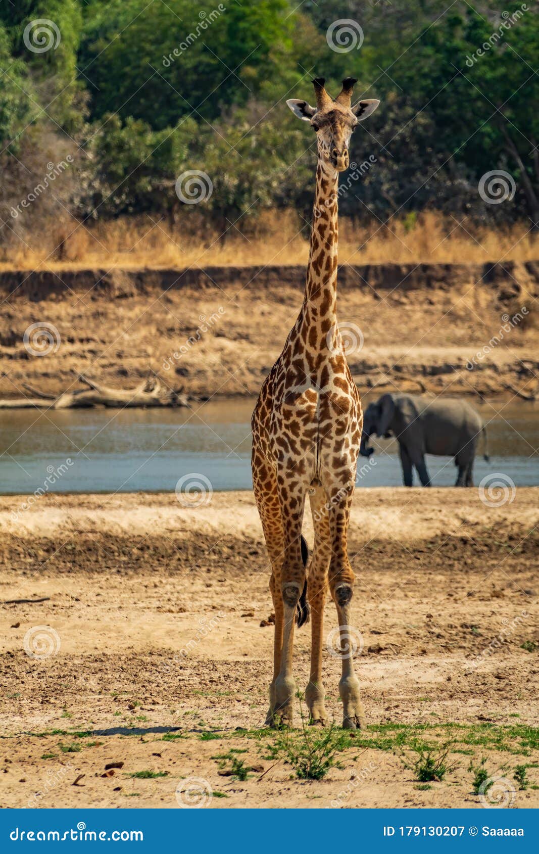 Front View of Giraffe Looking To the Camera Stock Image - Image of ...