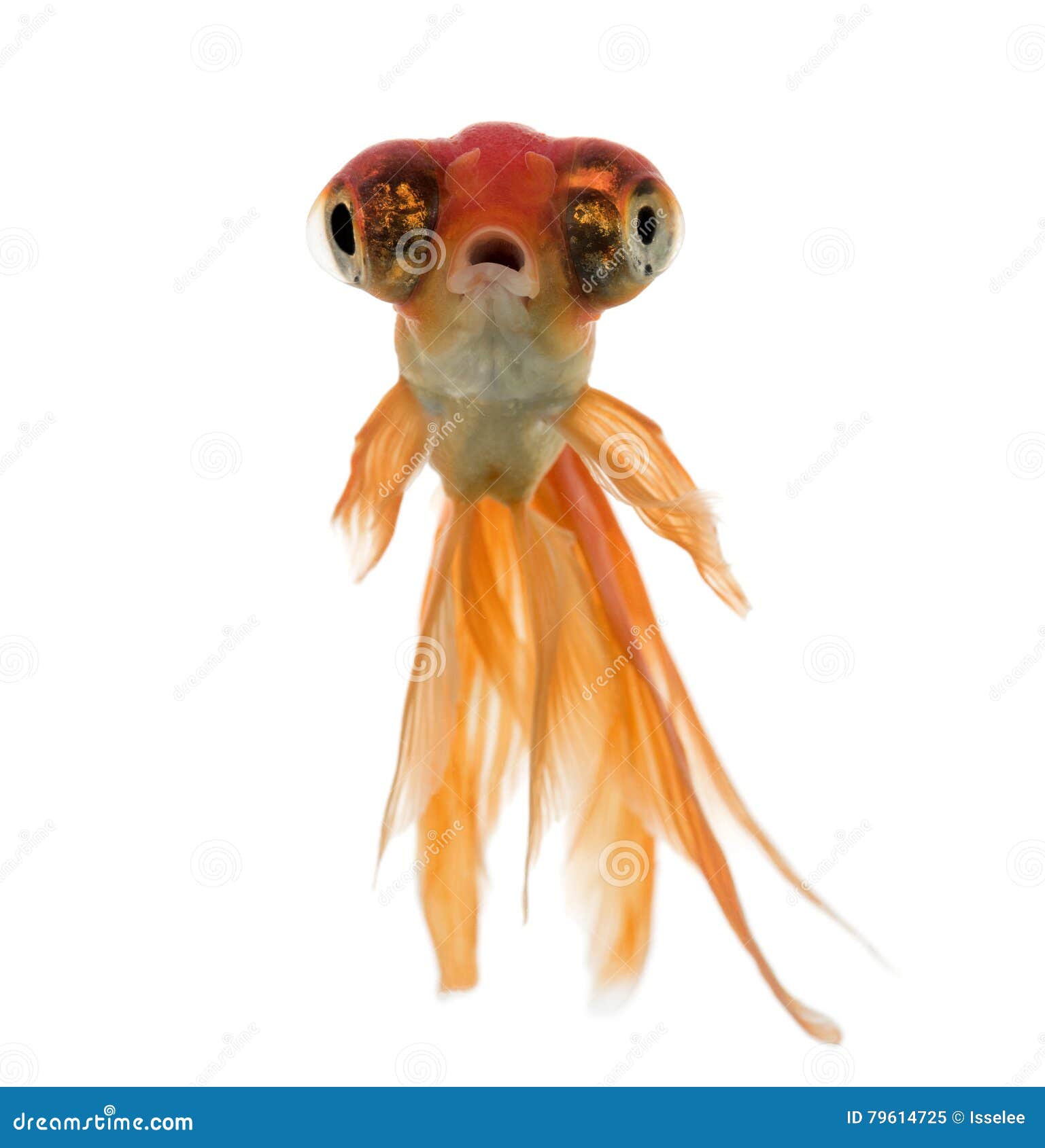 Goldfish Front View Isolated On White Stock Photography | CartoonDealer ...