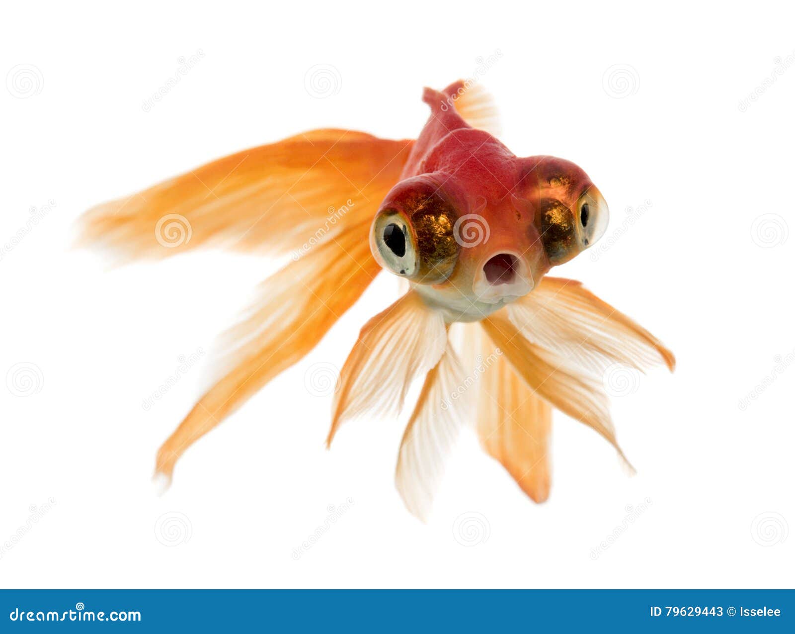 Goldfish Front View Isolated On White Stock Photography | CartoonDealer ...