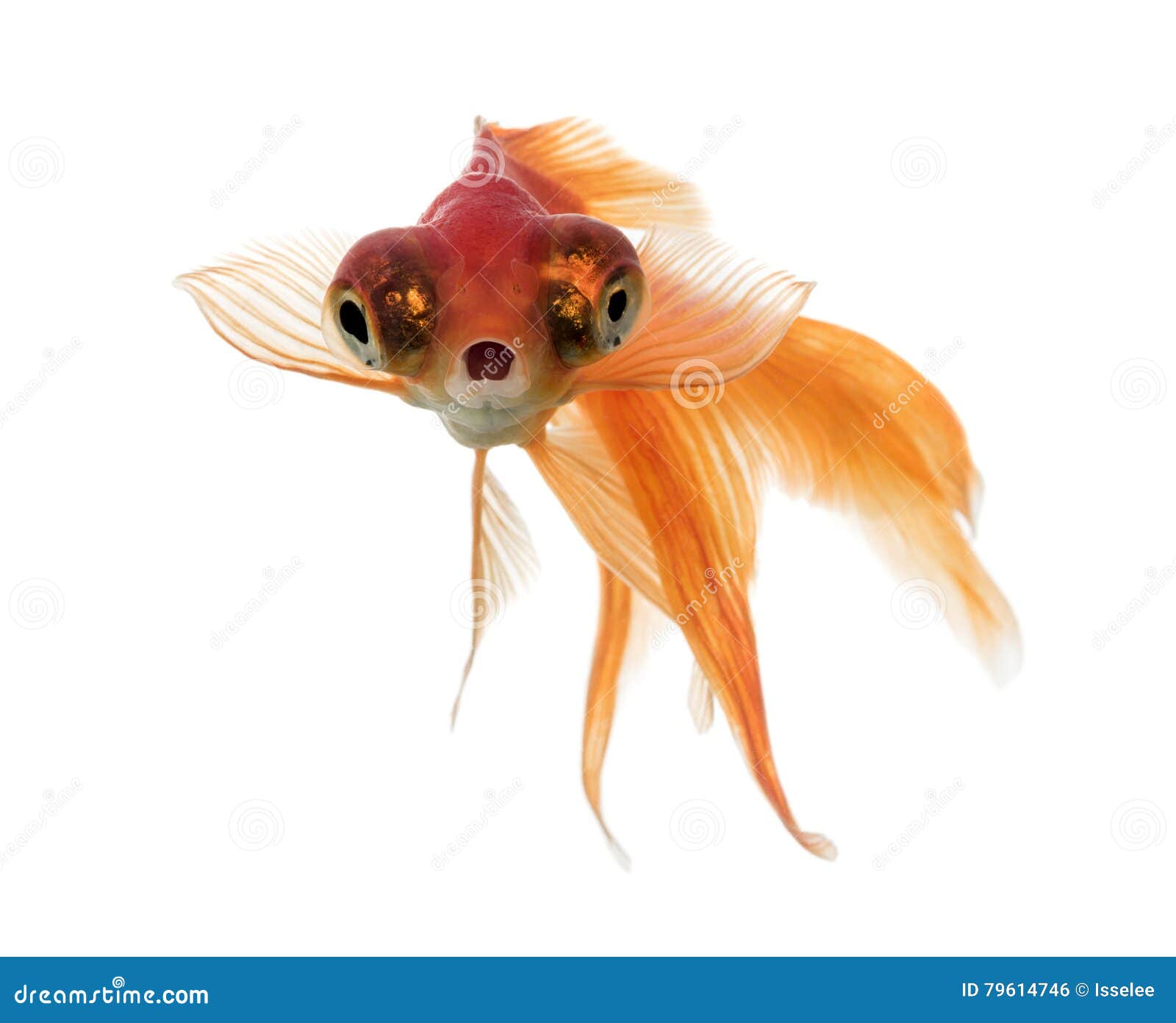 Front View of a Goldfish in Water, Islolated on White Stock Photo ...
