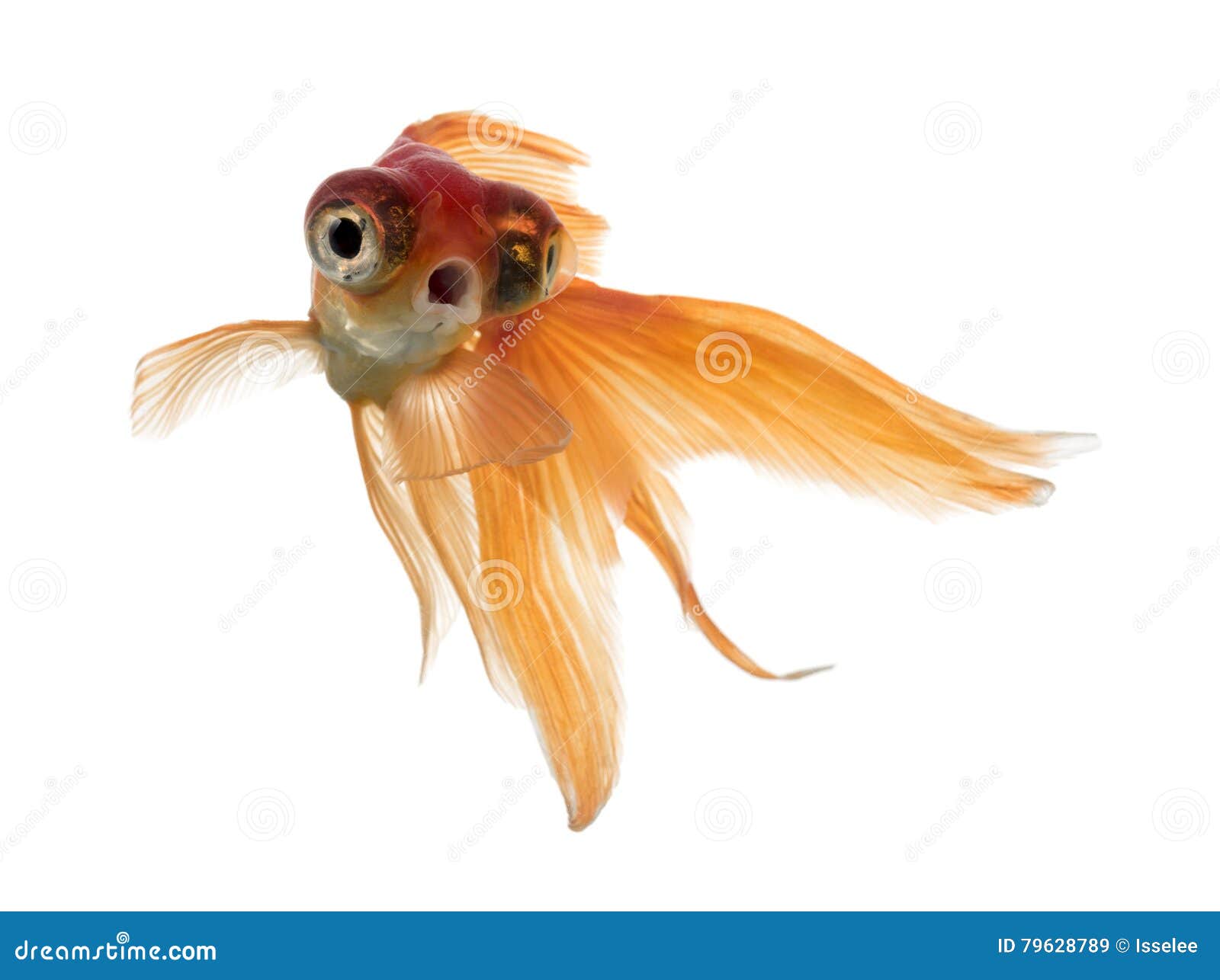 Goldfish Front View Isolated On White Stock Photography | CartoonDealer ...