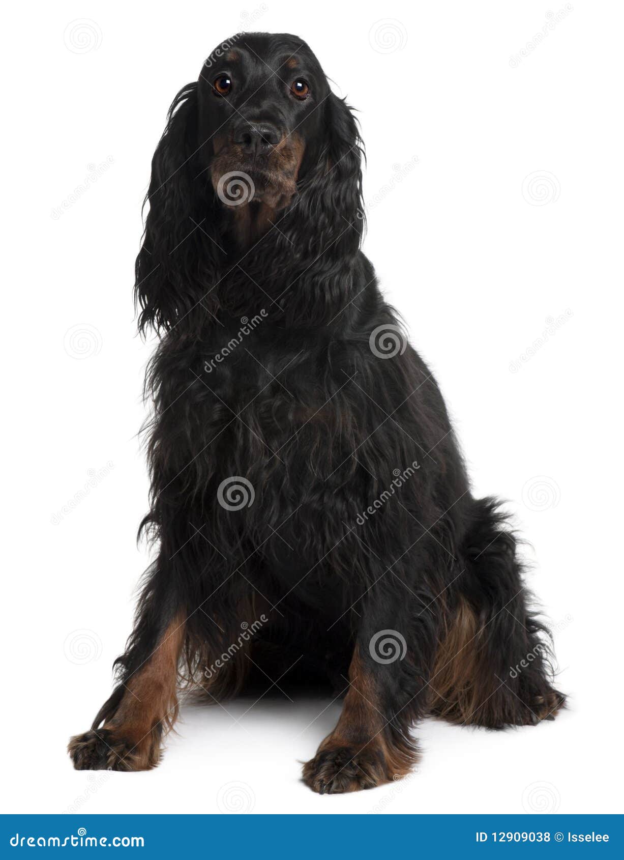 Front View of Gordon Setter Dog, Sitting Stock Photo - Image of away ...