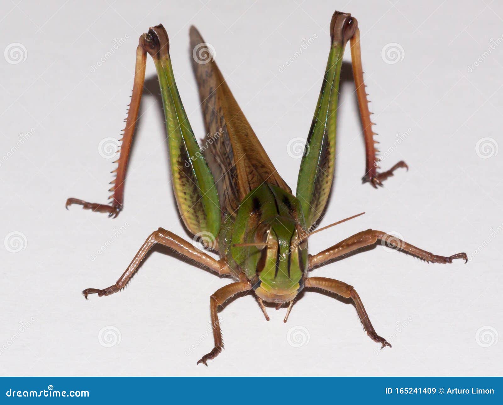 Front view of grasshopper stock image. Image of animals - 165241409