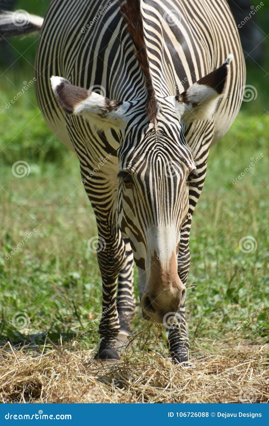 Front View of a Grazing Zebra in a Field Stock Photo - Image of grass ...