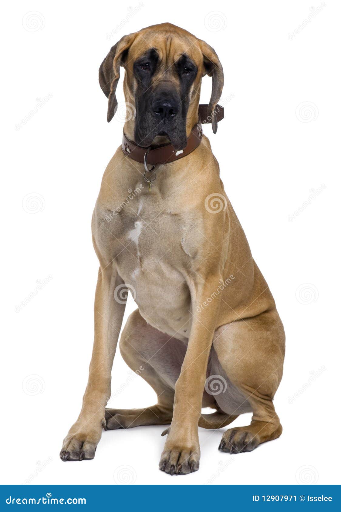Front View of Great Dane, Sitting Stock Image - Image of front, pets ...