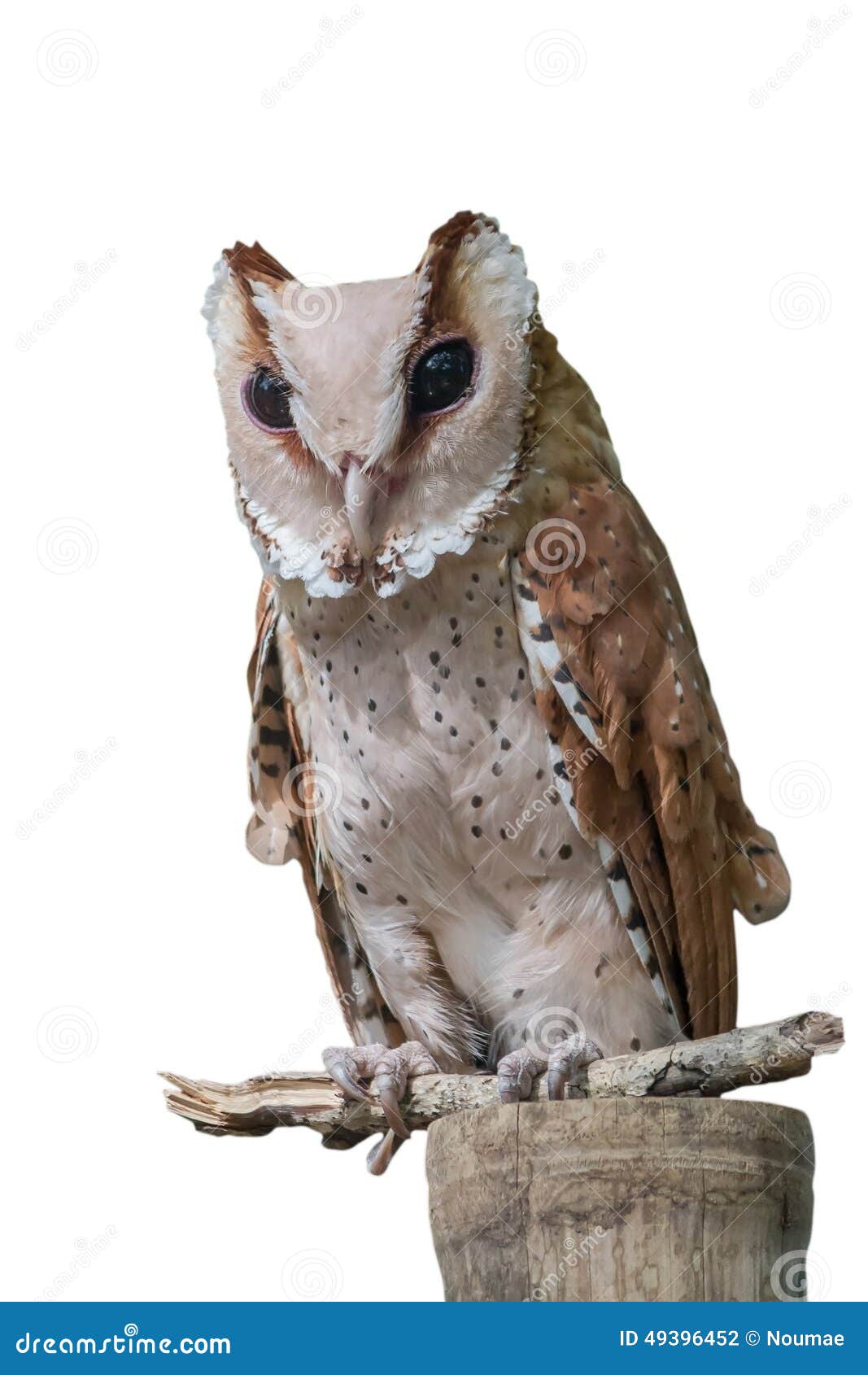 Front View of Great Horned Owl, Bubo Virginianus Subarcticus, St Stock ...