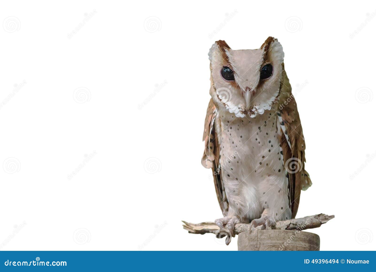 Front View of Great Horned Owl, Bubo Virginianus Subarcticus, St Stock ...